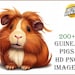 Guinea Pigs Clip Art Designs HD PNG Image Bundle for T-shirts, Branding ...