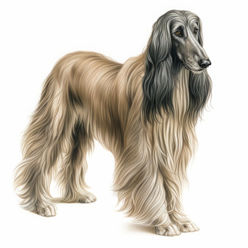 Afghan Hounds Dog PNG Bundle. | Instant Digital Download | HD Clip Art ...