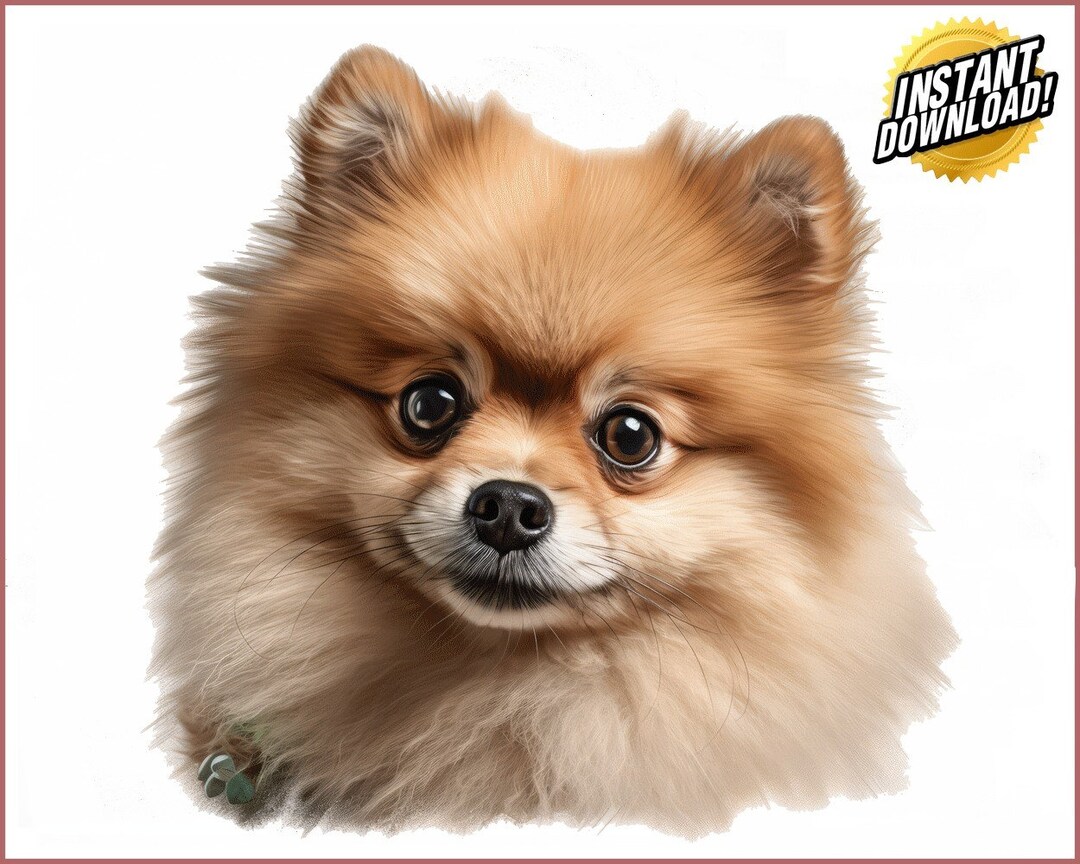 Pomeranian HD PNG Art Bundle for Dog Lovers! Adorable Pomeranians ...