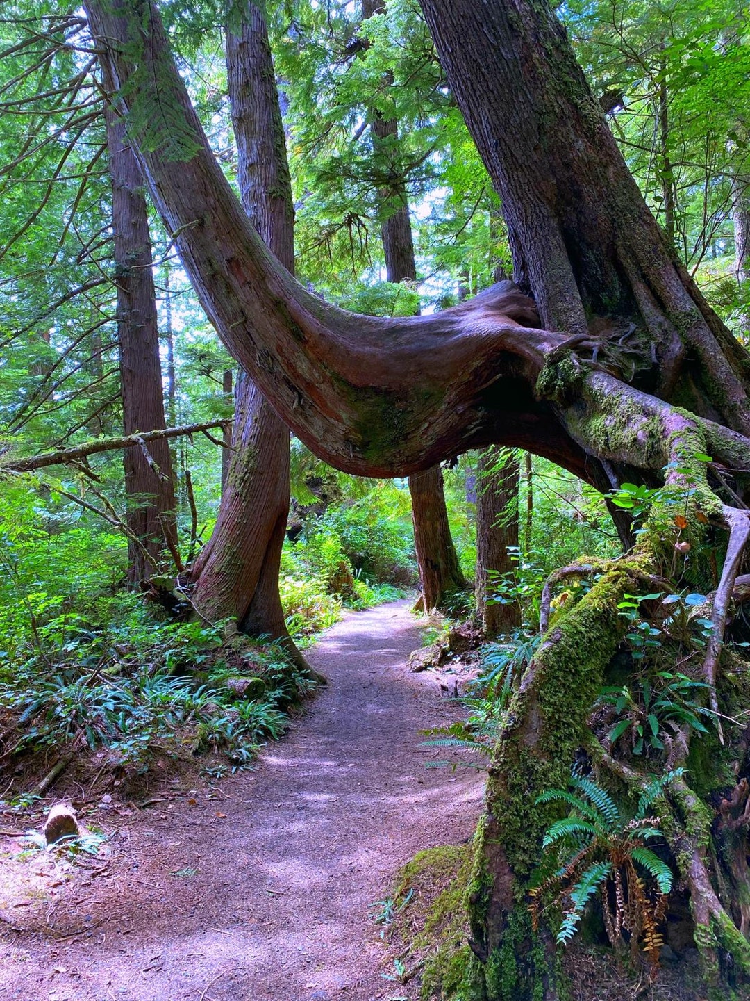 Digital Photo, Magical Forest Path, Trees, Journey, Mystical Forest - Etsy