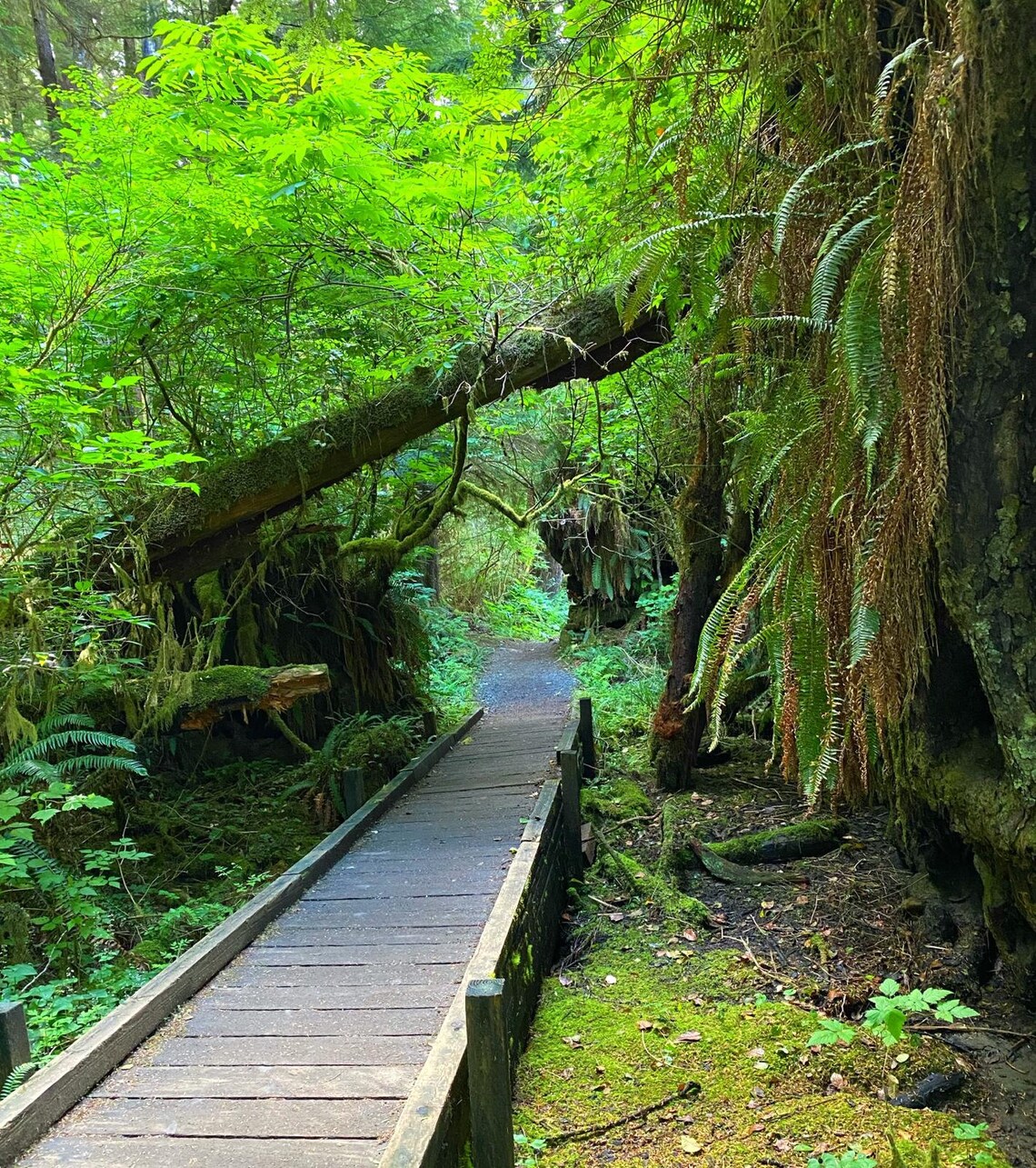 Magical Rainforest Path, Green Forest Path, Green, Lush, Nature, Trees ...