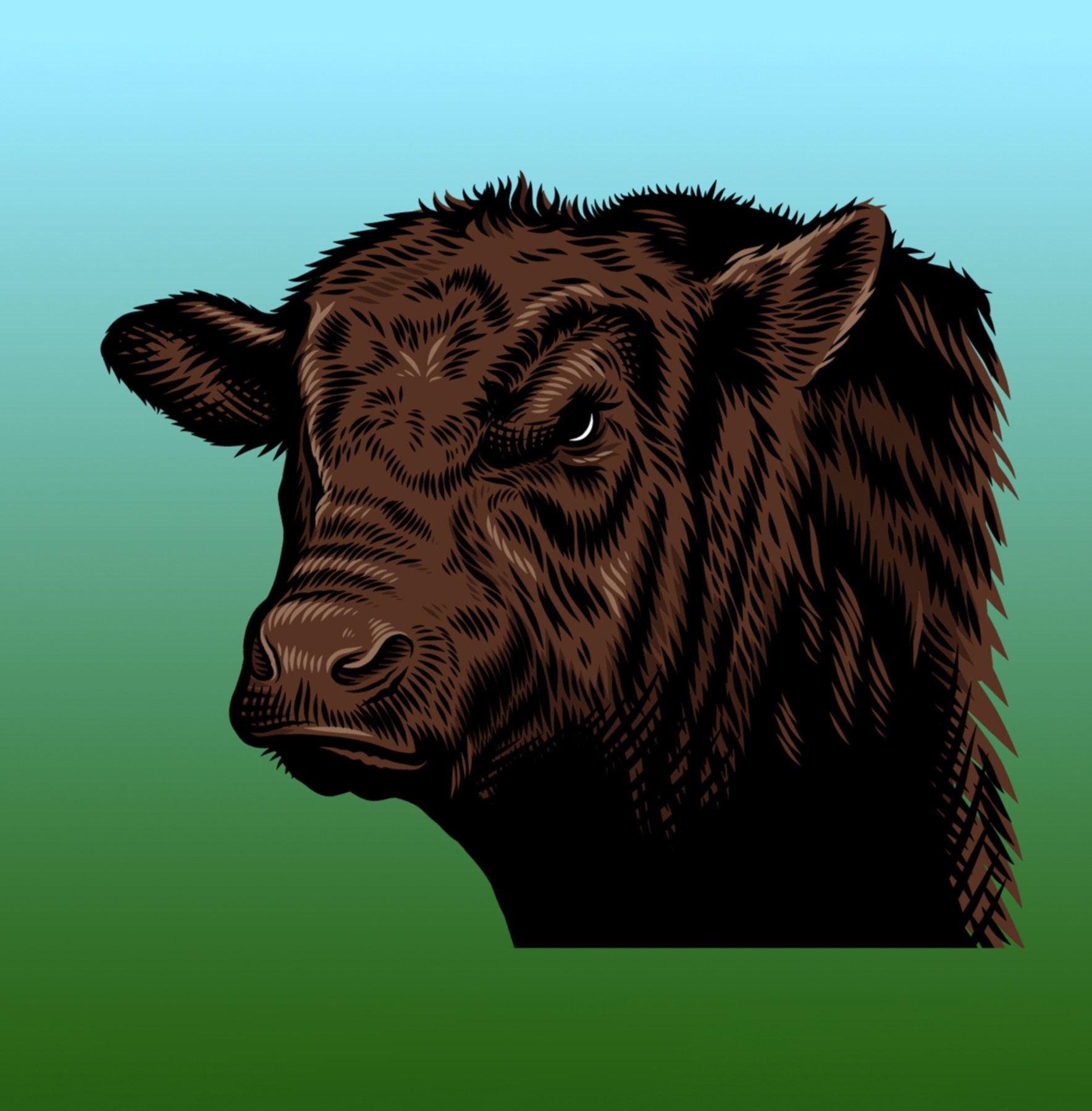 Angus Bull - Head - Vector Illustration - Etsy
