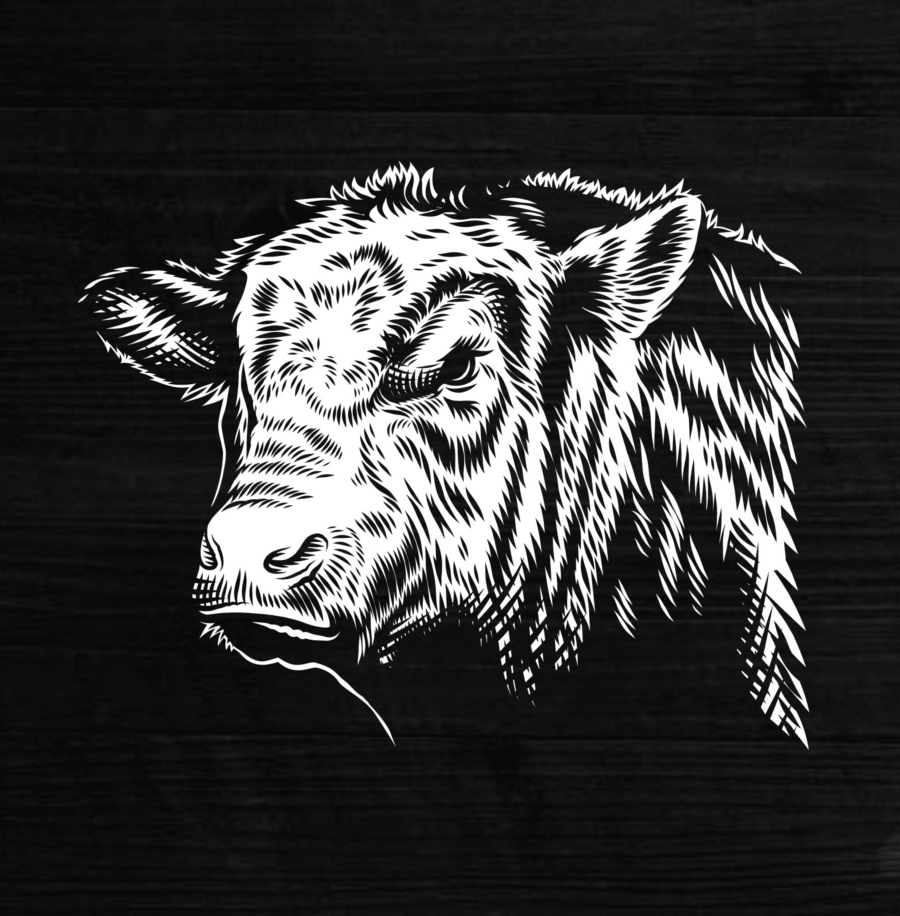 Angus Bull - Head - Vector Illustration - Etsy