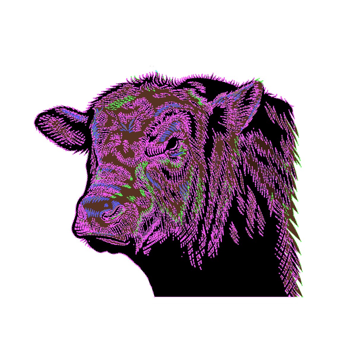 Angus Bull - Head - Vector Illustration - Etsy