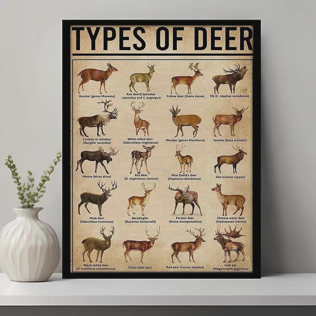 Types of Deer Canvas – Educational Deer Hunting Wall Art & Wildlife ...
