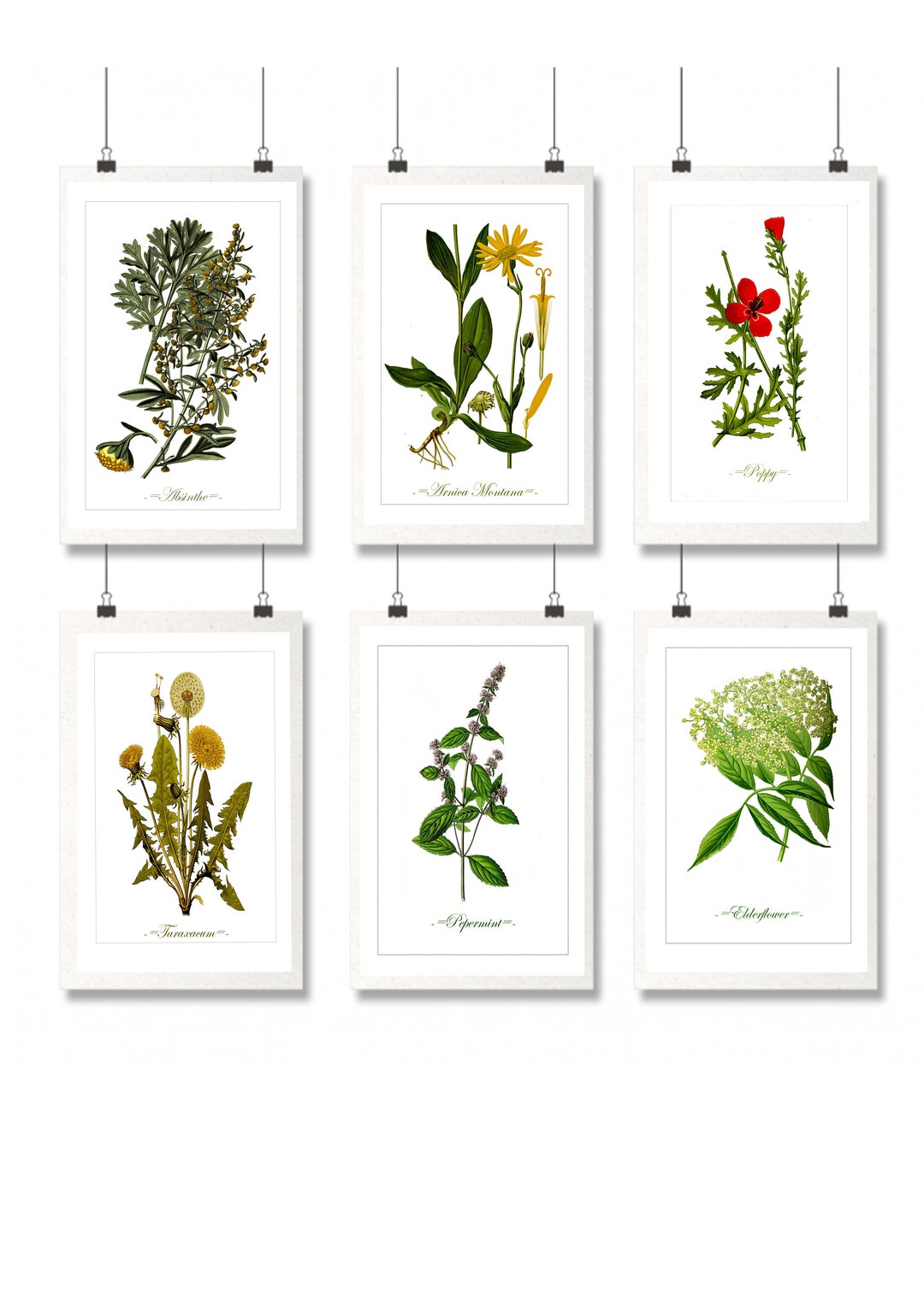 Set of 6 Medicinal Plants Medical Plants Prints Wall Decor Modern ...
