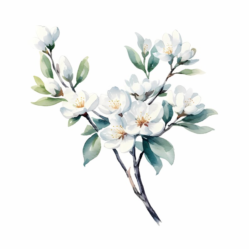 Watercolor White Floral Clipart 50 PNG Bundle Wedding - Etsy