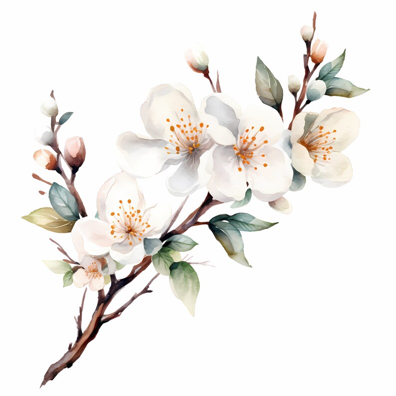 Watercolor White Floral Clipart 50 PNG Bundle Wedding - Etsy