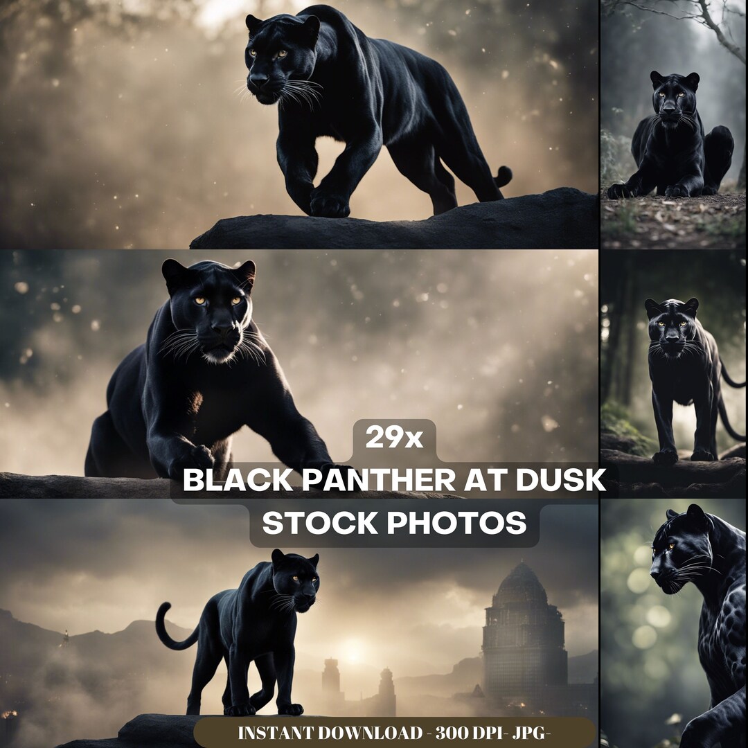 Black Panther Photography Stock Photos Cinematic, Wildlife, Panthera ...