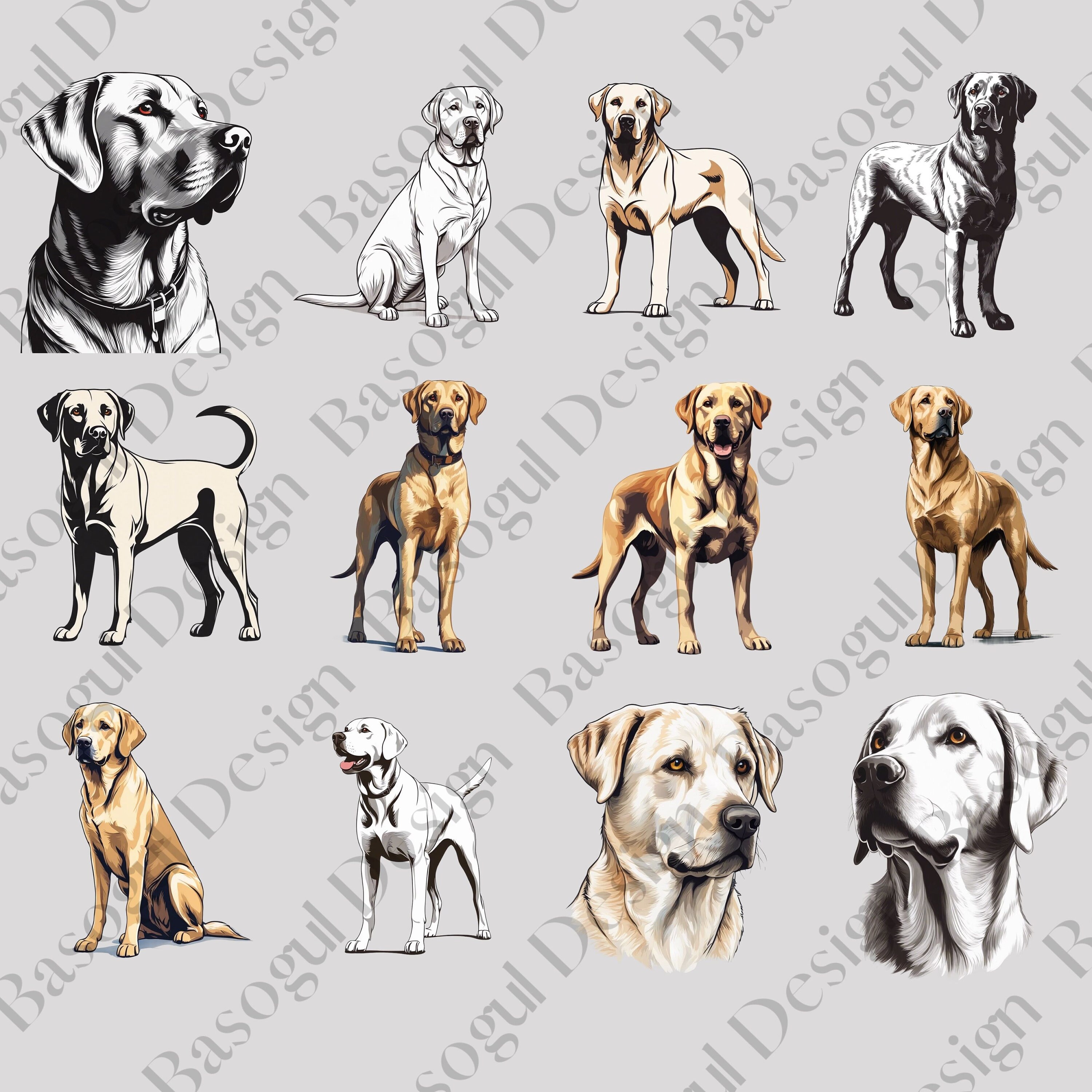 Labrador Retriever Clipart Png Dog Clipart Printable Labrador Retriever ...