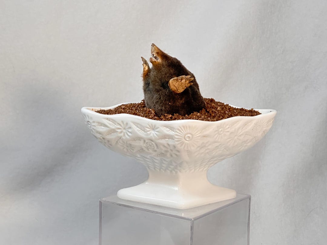 Taxidermy Mole in Milk Glass Planter Vintage Animal Art Sculpture ...