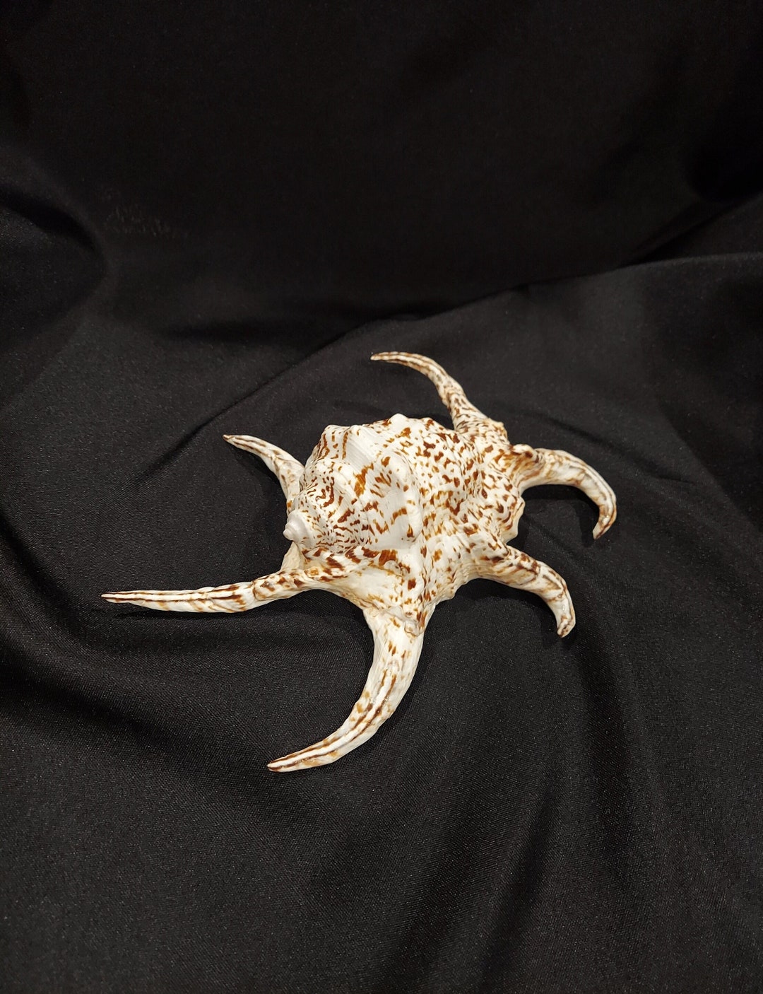 Vintage Spider Conch Seashell Sea Shell Lambis Chiragra, Gouty Spider ...