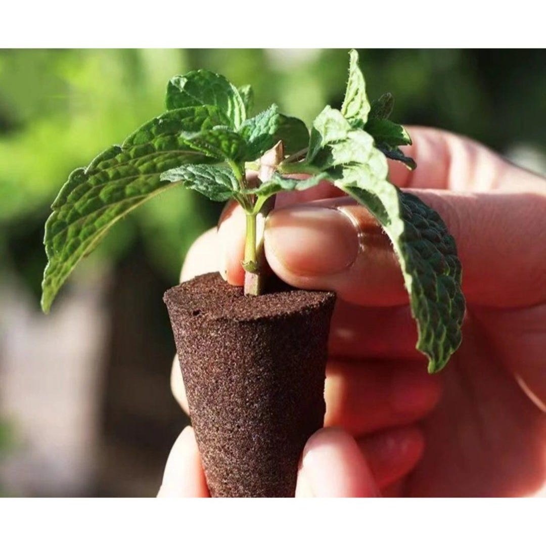 Hydroponic Sphagnum Cone Sponges Seedling Starters Germination Natural ...