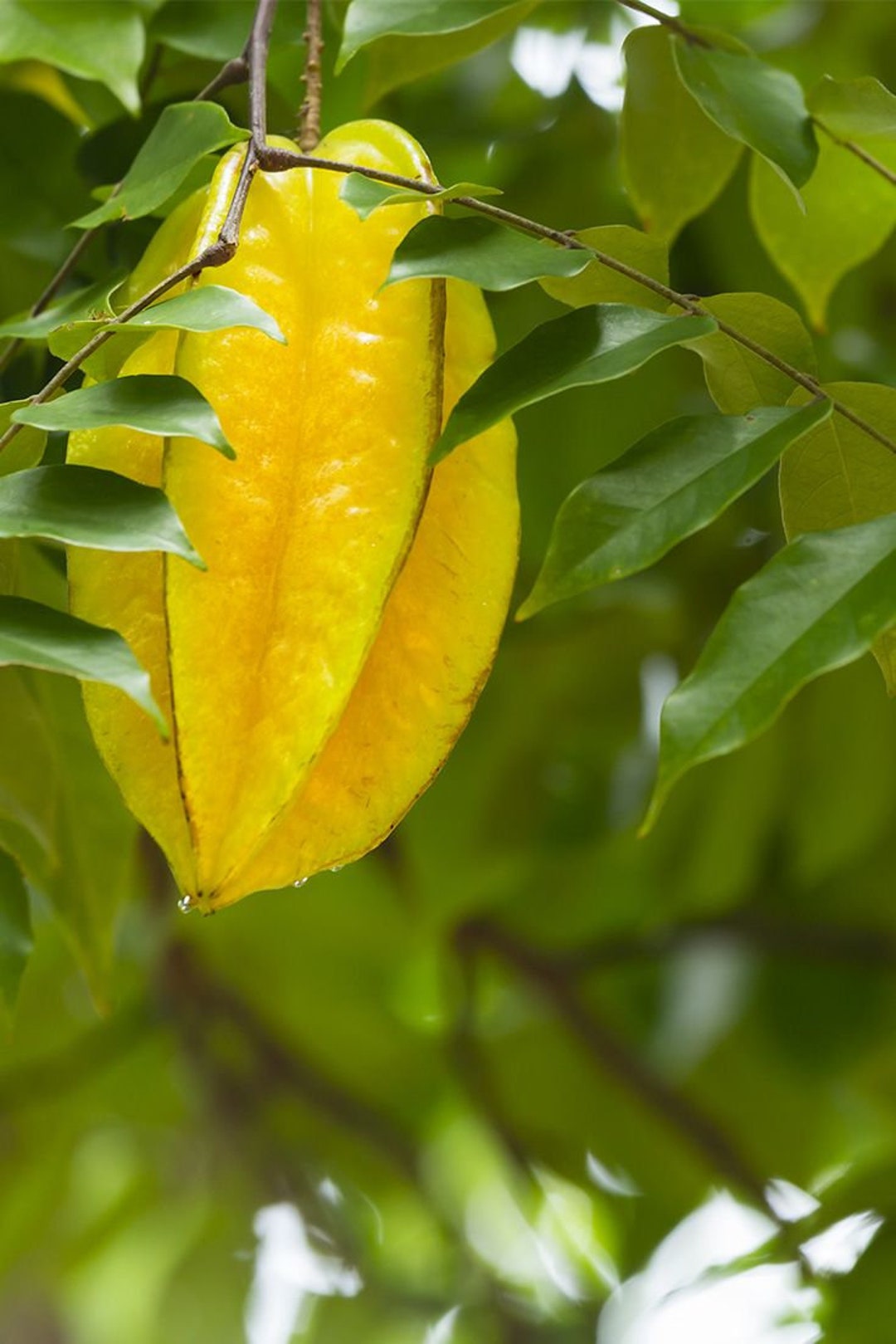 Star Fruit grafted Live Tree 1'2' - Etsy