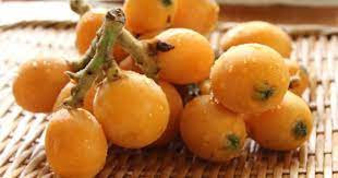 Big Nispero Live Tree 1-3ft - Etsy