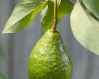 Little Cado Avocado Tree 1 Feet Tall Grafted Tree Ship in Plastic Bag ...