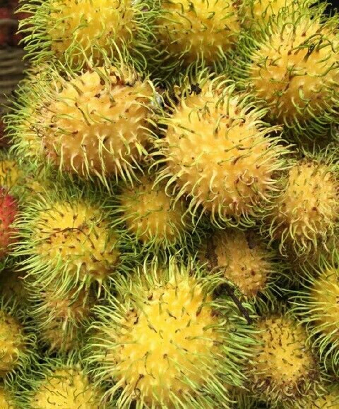 Rambutan Yellow Exotic Live Tree 102' - Etsy