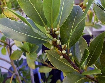 Pimenta Racemosa BAY RUM TREE Live Plant in 4 Pot - Etsy