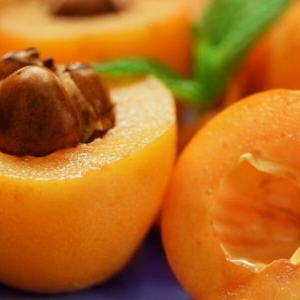 Dwarf Loquat Tree - Etsy