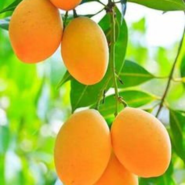 Alphonso Mango Tree - Etsy