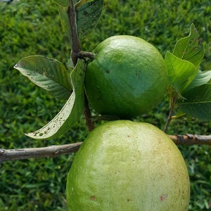 BIG Guava indonesian Seedless Live Tree 1-2FT - Etsy