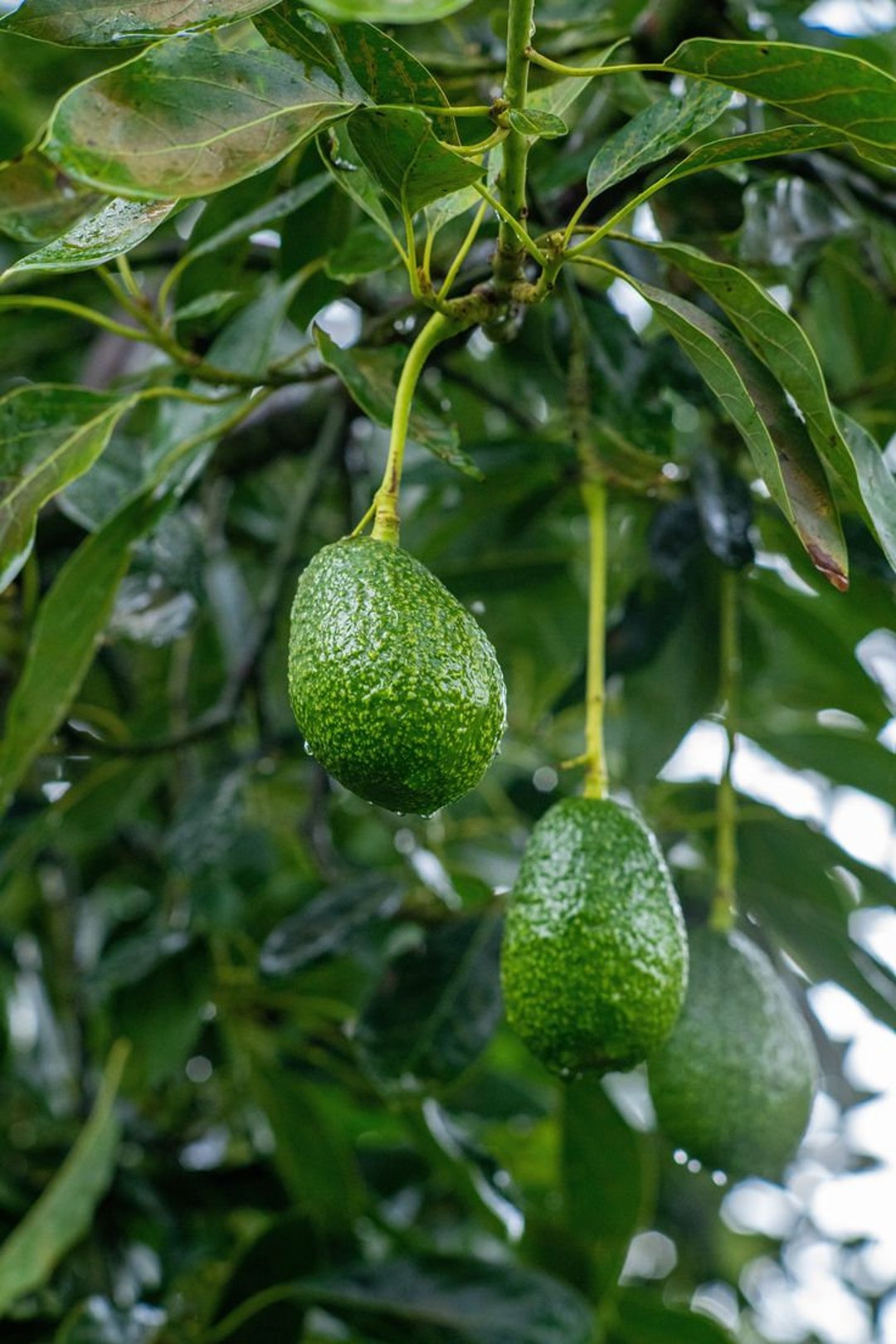 Grafted Avocado MEJIAS Live Tree - Etsy