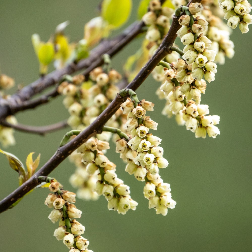 Litsea Essential Oil, 100% Pure Natural, Bulk Wholesale for DIY, Skin ...