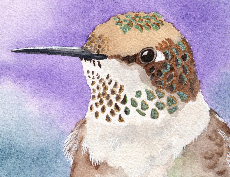 Female Rufous Hummingbird Realistic Watercolor Painting, 9x12 Unframed ...