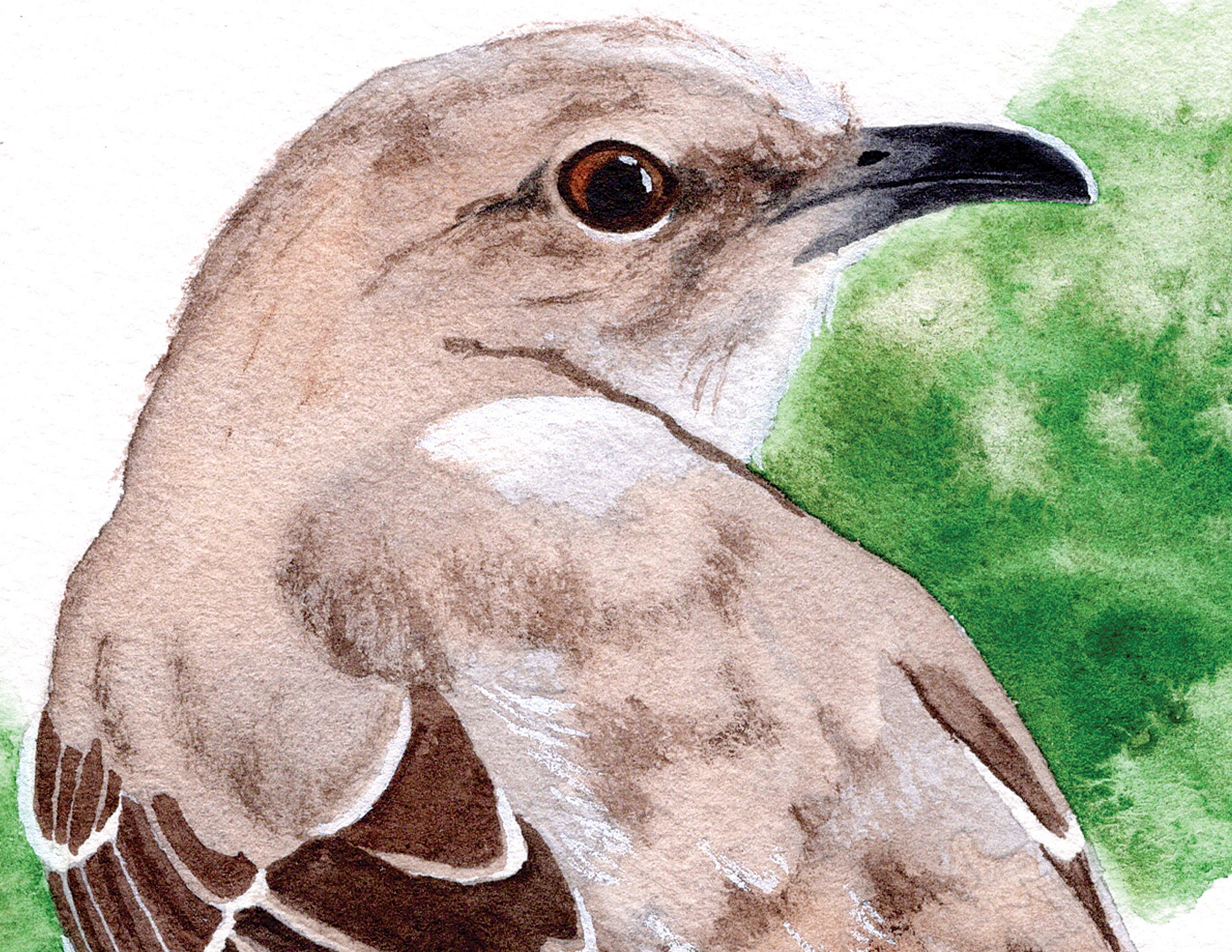 Mockingbird Realistic Watercolor Painting, 9x12 Unframed Songbird ...