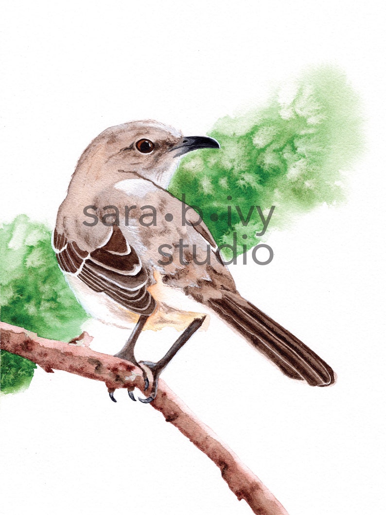 Mockingbird Realistic Watercolor Painting, 9x12 Unframed Songbird ...