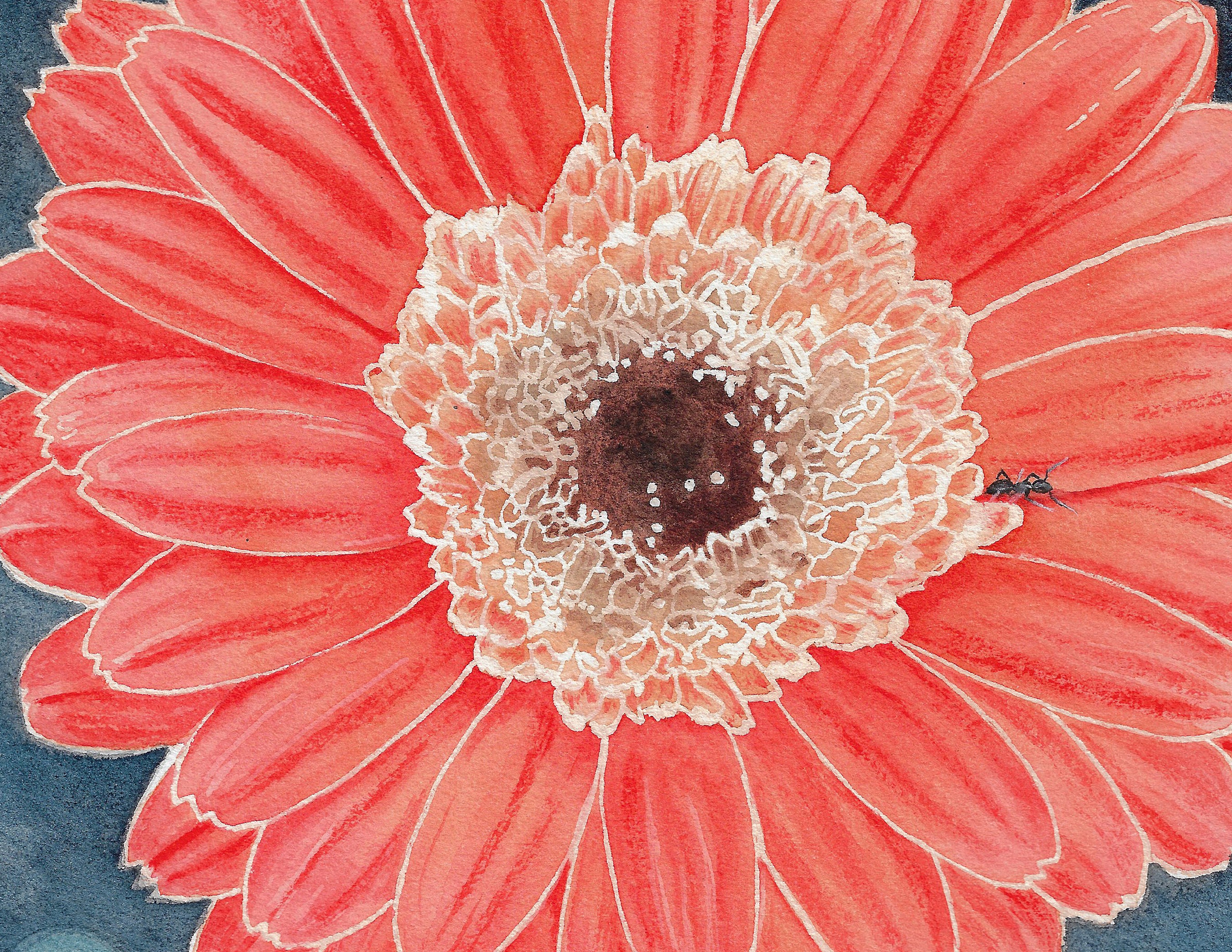 Orange Gerbera Daisy Limited Edition of 5 Hand Embellished Fine Art ...