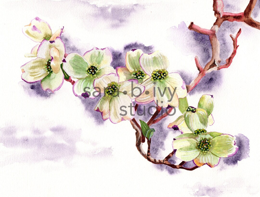 Dogwood Tree Blossoms Limited Edition of 10 Fine Art Print, Landscape ...