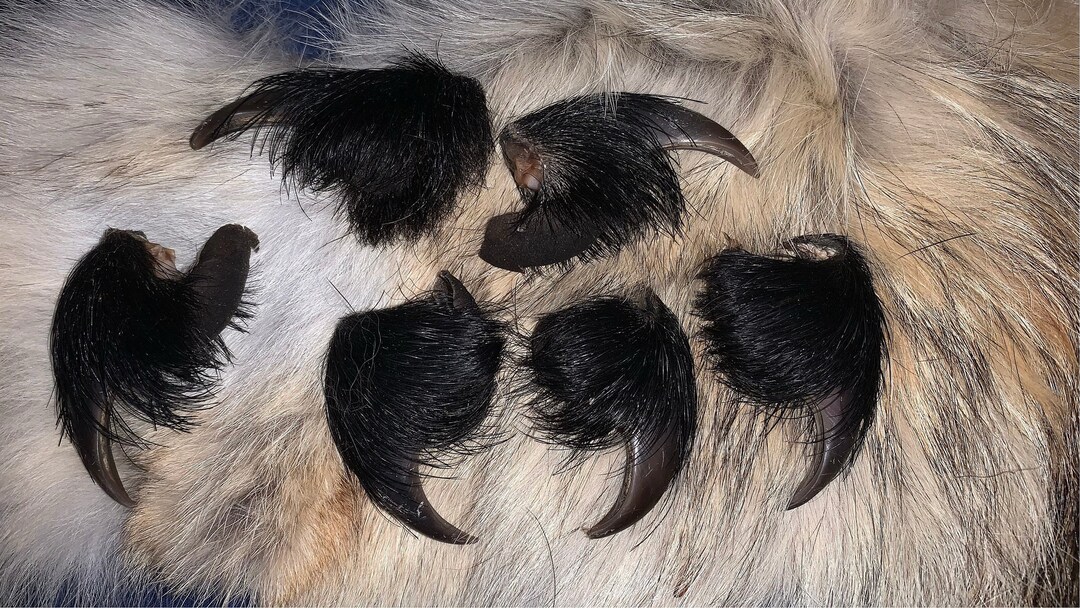 Lot of 6 Genuine Natural Black Bear Claws Approximately 2 Inches Long ...