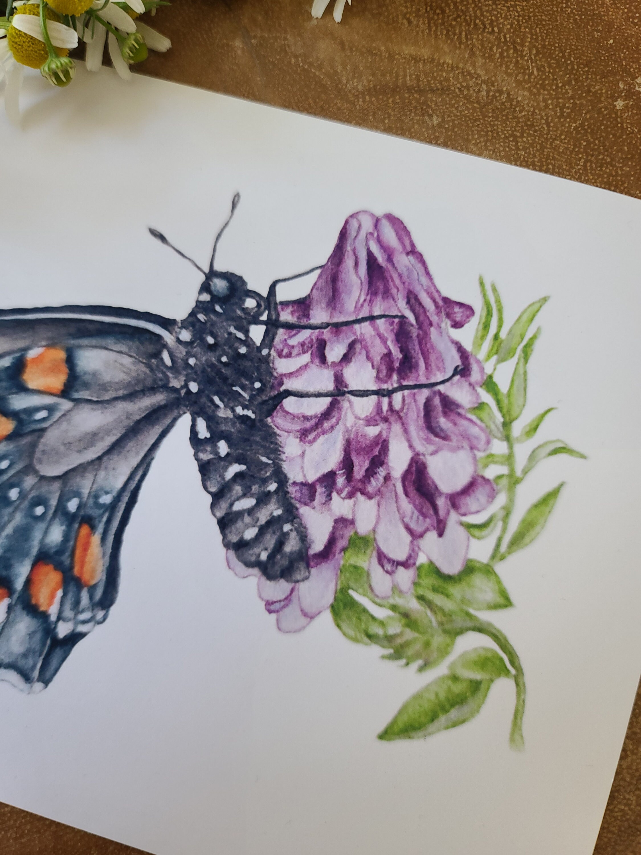 PRINTABLE Pipevine Swallowtail on Bird Betch, Downloadable Print ...