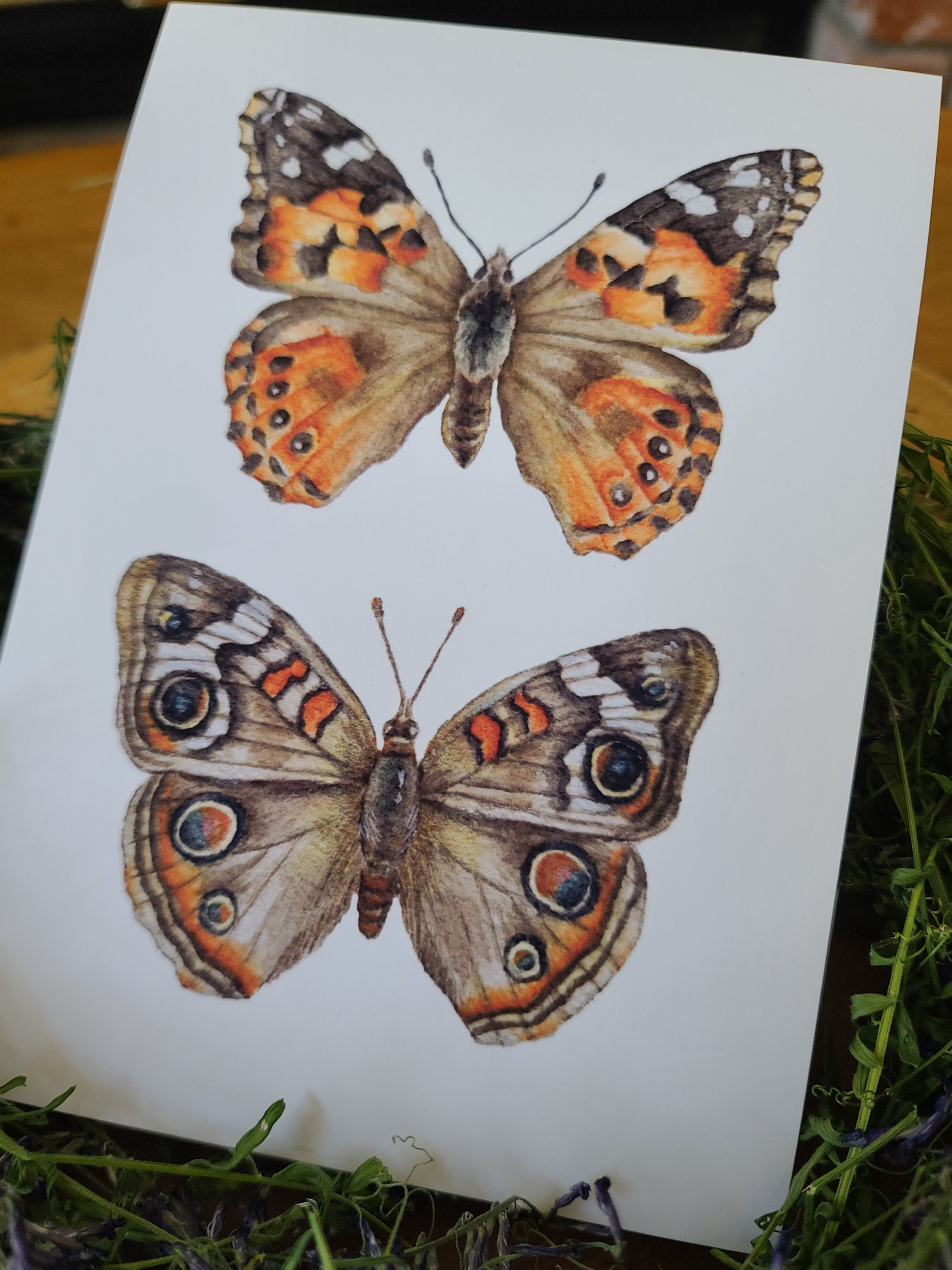PRINTABLE Painted Lady & Common Buckeye, Printable Wall Art ...