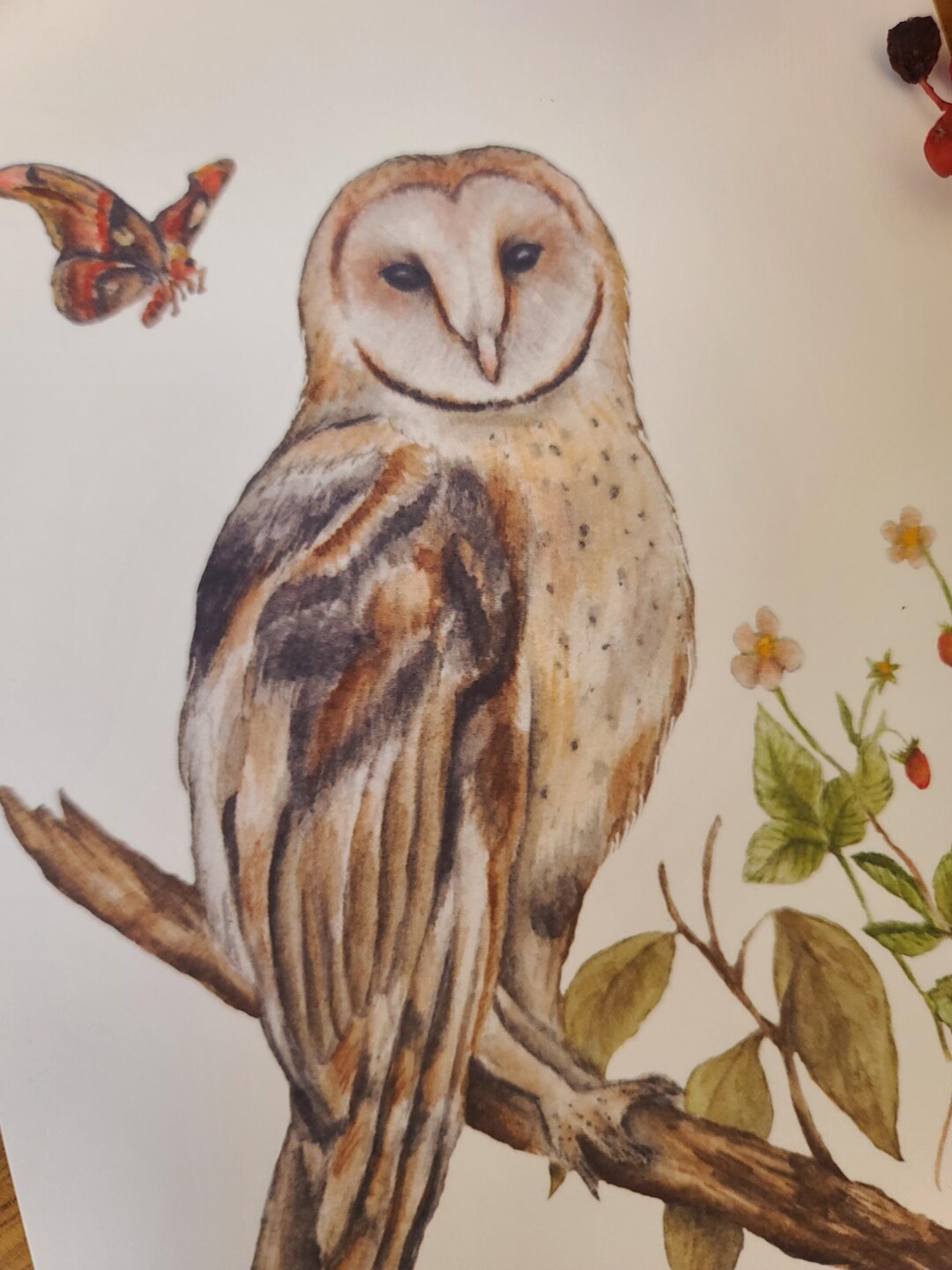 PRINTABLE Barn Owl and Atlas Moth, Printable Wall Art, Downloadable ...