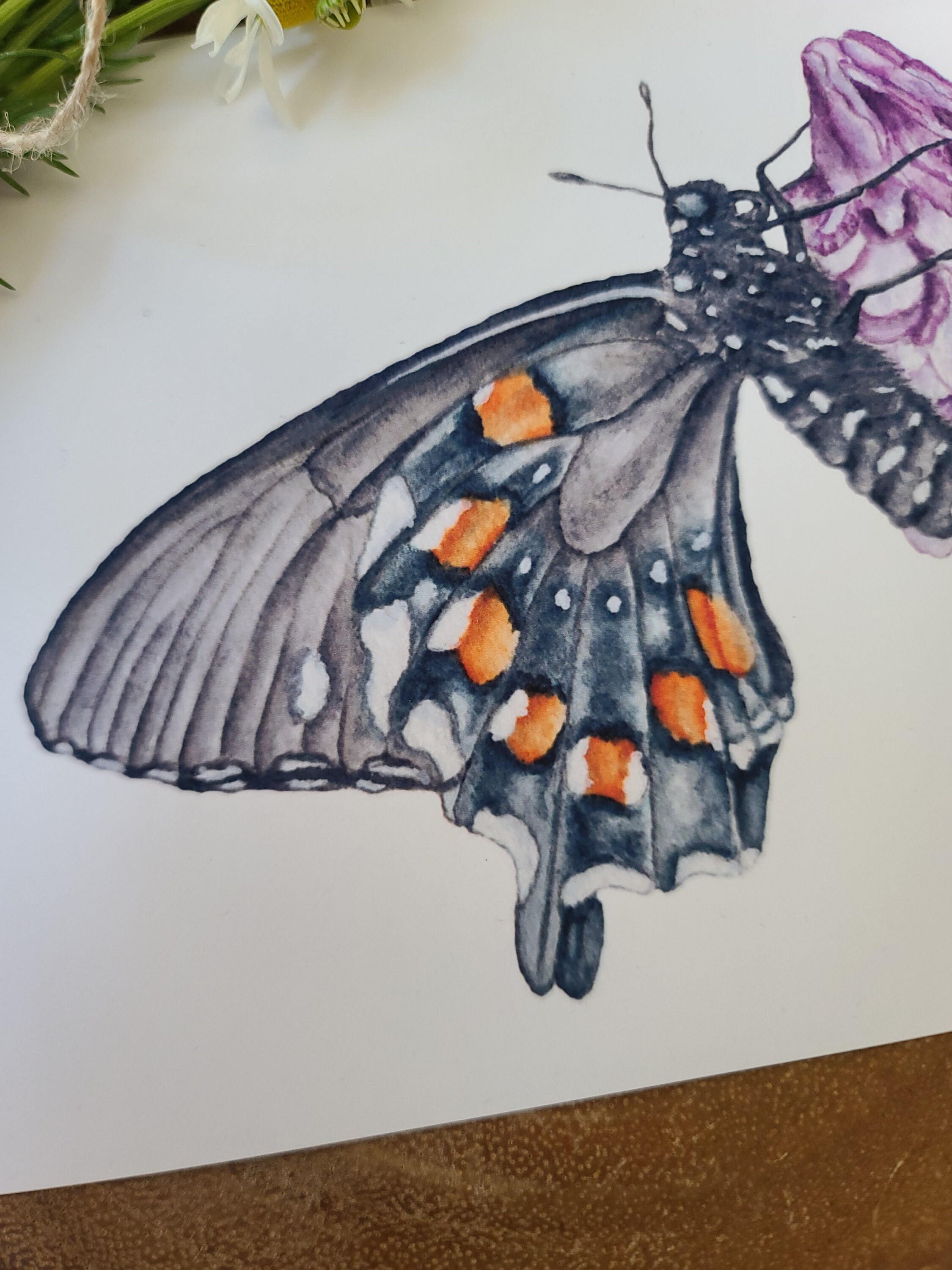 PRINTABLE Pipevine Swallowtail on Bird Betch, Downloadable Print ...