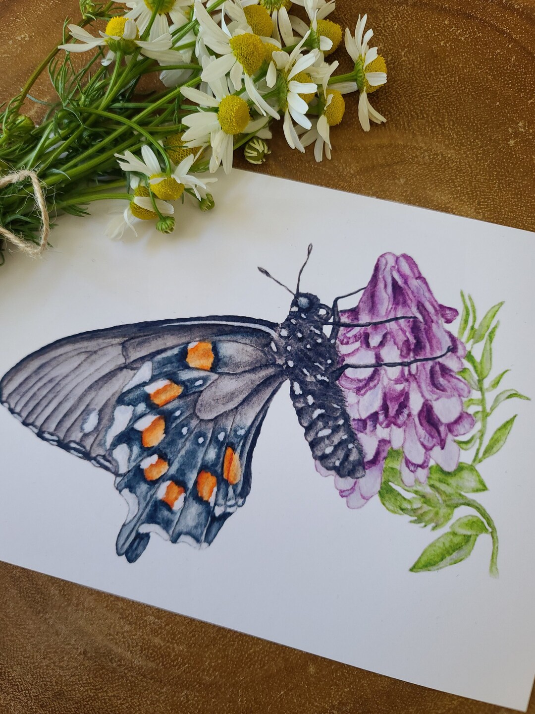PRINTABLE Pipevine Swallowtail on Bird Betch, Downloadable Print ...