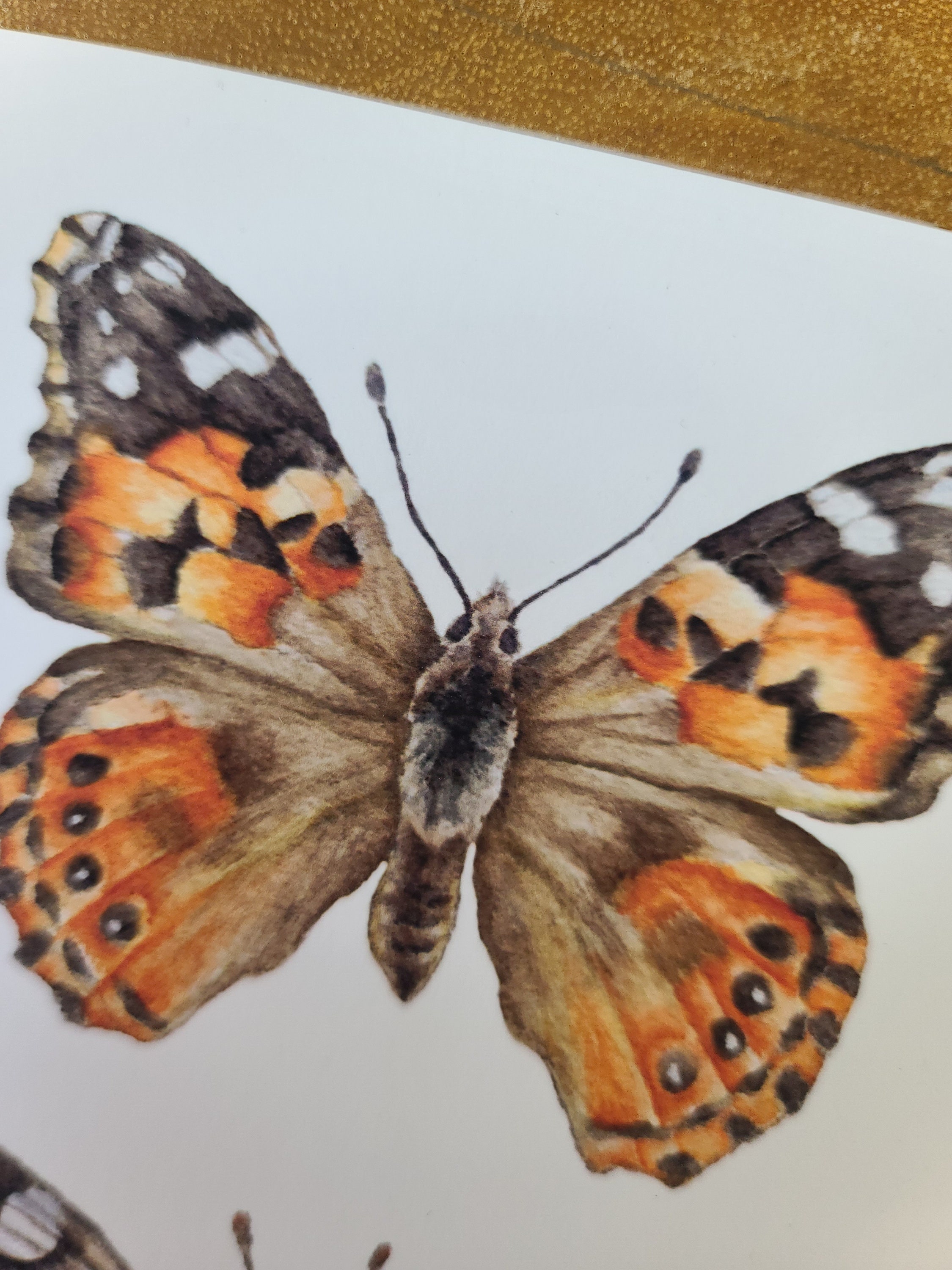 PRINTABLE Painted Lady & Common Buckeye, Printable Wall Art ...