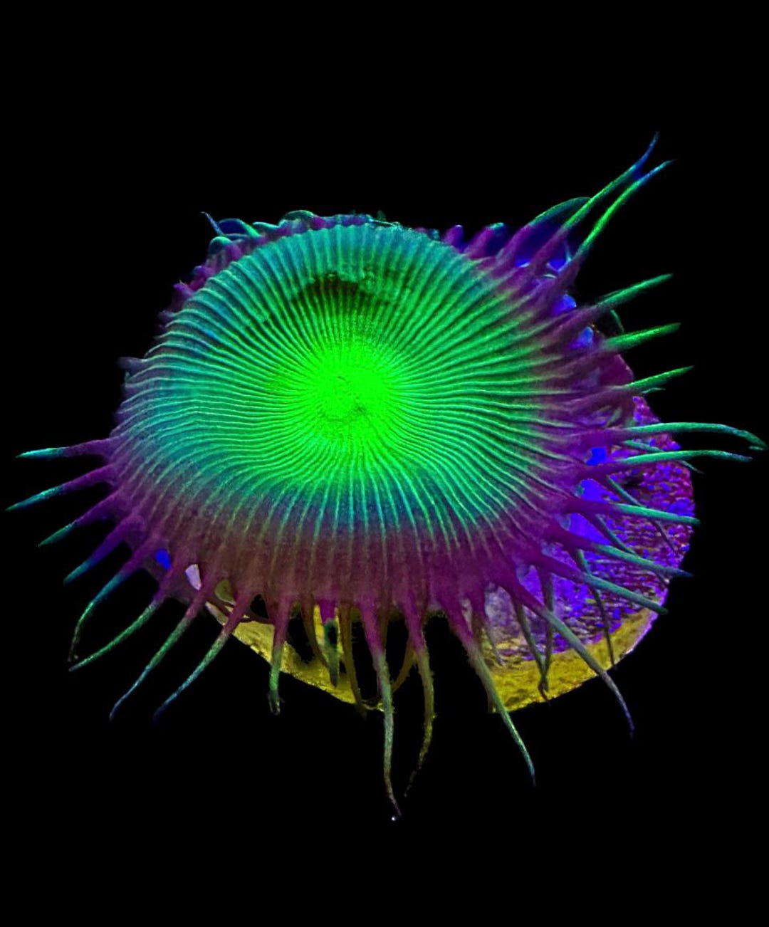 Paly Zoa Venus Fly Trap 2-3 Polyps - Etsy
