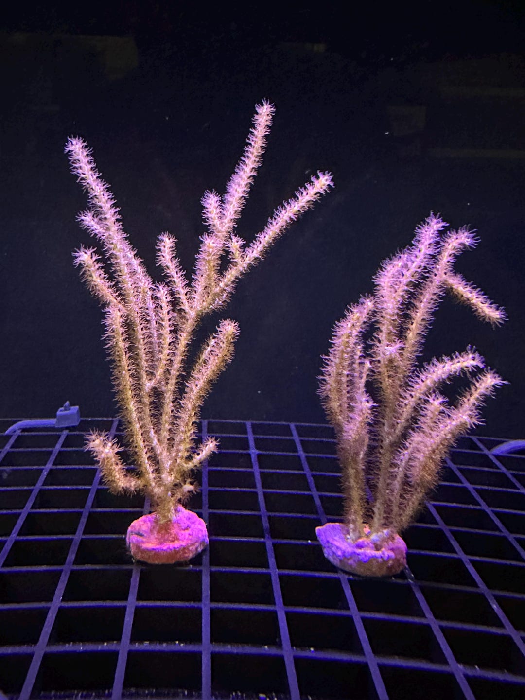 Gorgonian Spiny 2" Photosynthetic - Etsy
