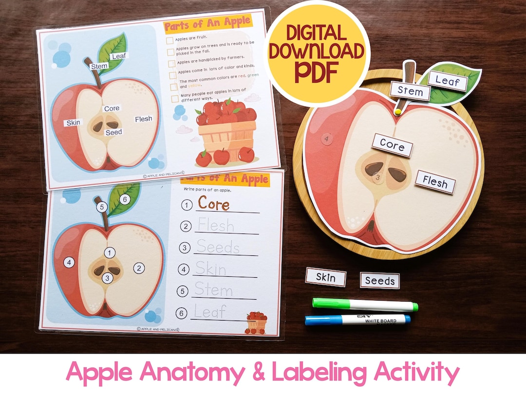 Apple Anatomy Activity, Preschool Labeling Activity, Fall Activity ...