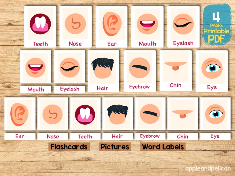 Printable Face Parts Matching Worksheet With Flashcard Body - Etsy ...