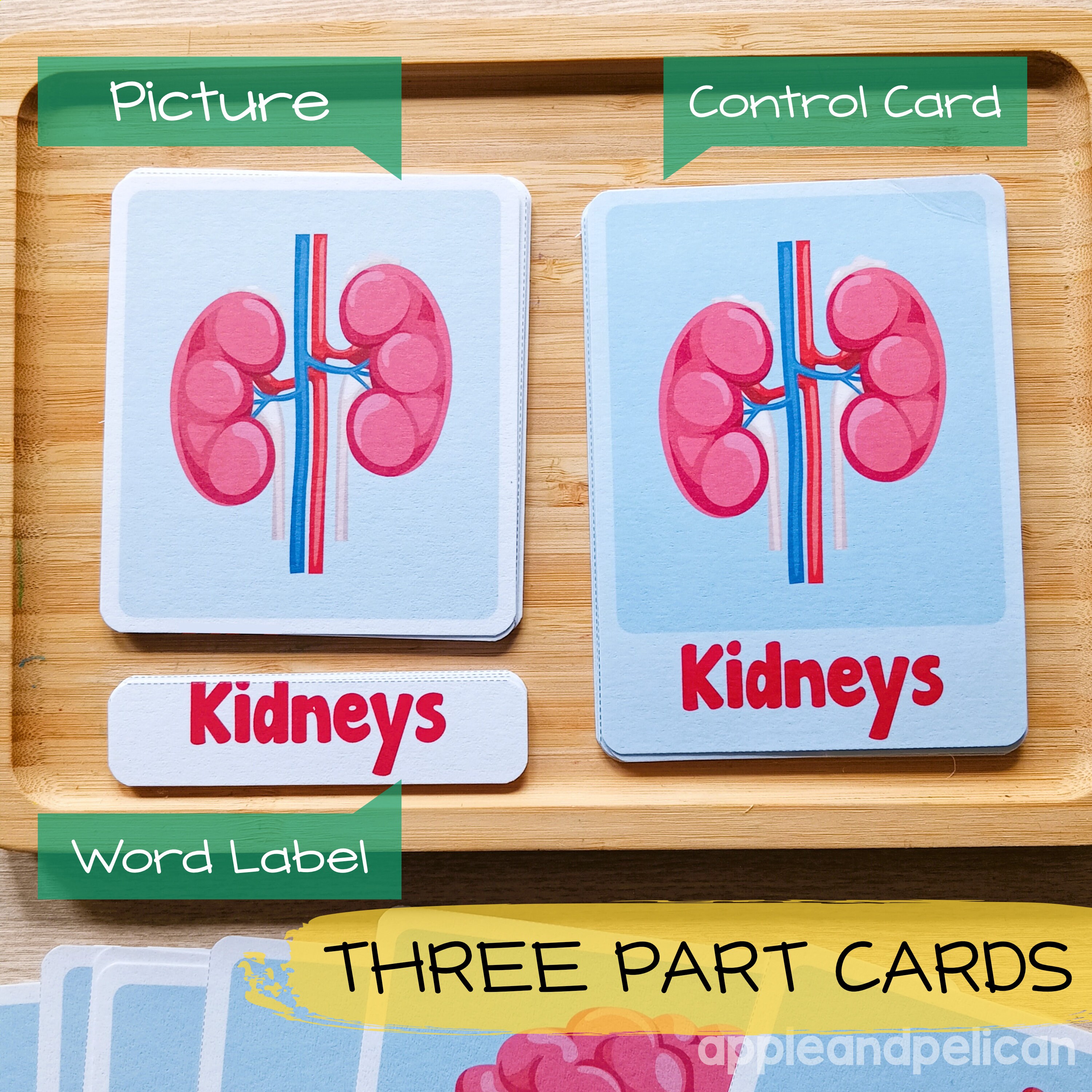 Human Organ Flashcards for Kids, Printable Preschool Fun Facts, Toddler ...