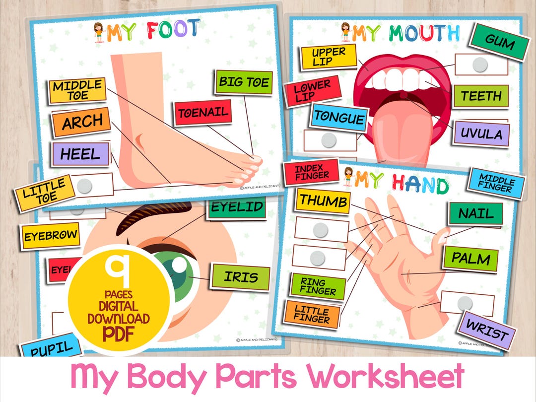 Body Parts Name Matching Learning Game Activity Printable Preschool ...