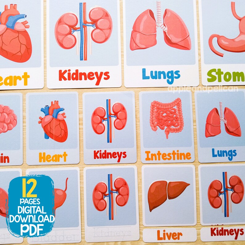 Human Organ Flashcards for Kids, Human Organ Fun Facts Preschool ...