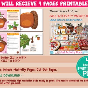 Acorn Anatomy Labeling Activity, Preschool Activity, Fall Activity ...