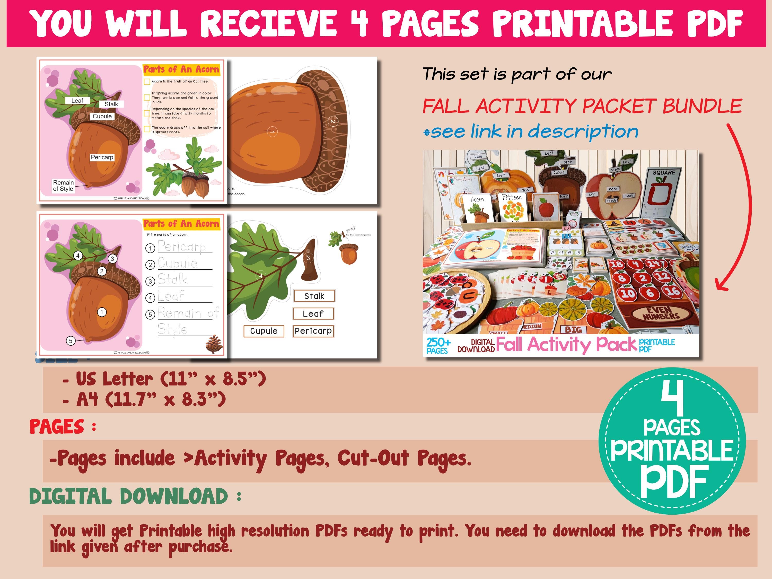 Acorn Anatomy Labeling Activity, Preschool Fall Activity, Parts of an ...