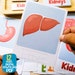 Human Organ Flashcards for Kids, Human Organ Fun Facts Preschool ...