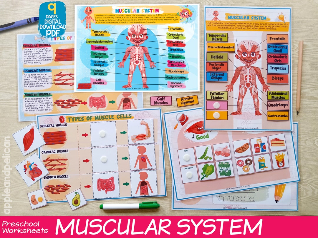 Muscular System Kids Learning Activity Human Anatomy Learning Binder ...